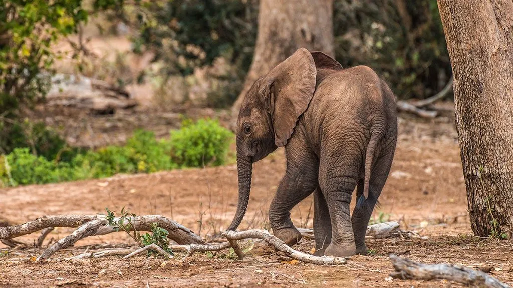 Wildlife Volunteering